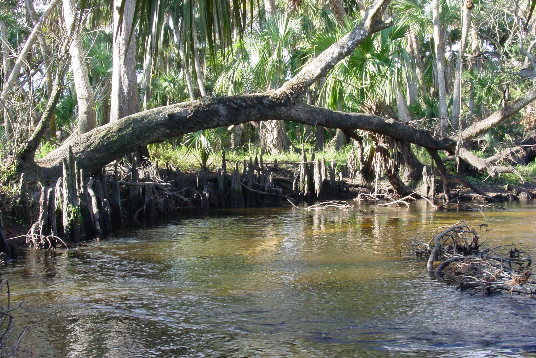 Protected Lagoon Waterfront Properties of Indian River Land Trust ...